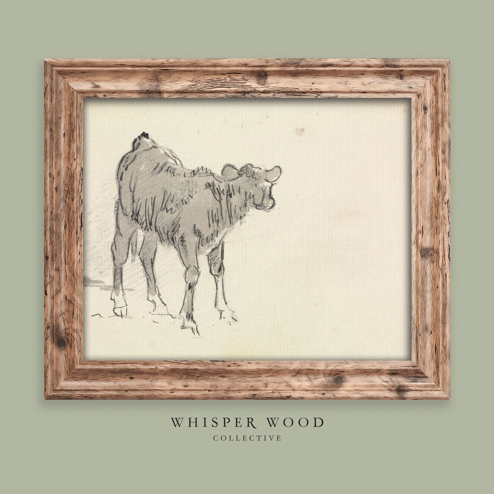 Calf Sketch | 1800s Farm Drawing | Warm Rustic Country Decor | Vintage ...