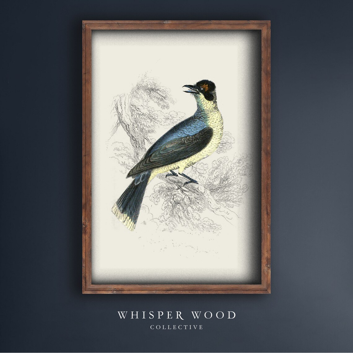 Naturalist Bird Drawing | 1840 Animal Drawing | Rustic Country Decor ...