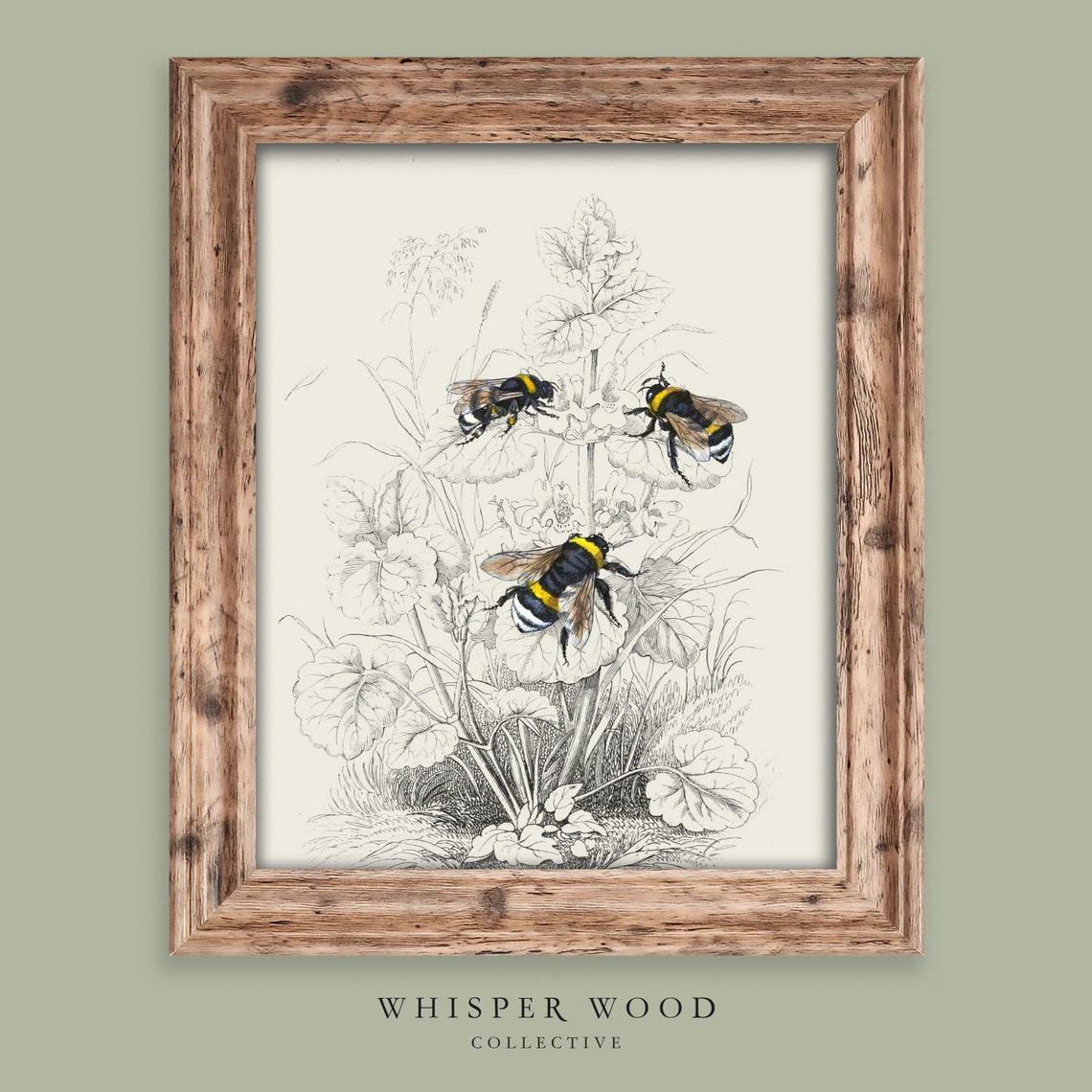 Bumblebee Naturalist Drawing 1840 Animal Drawing Rustic - Etsy