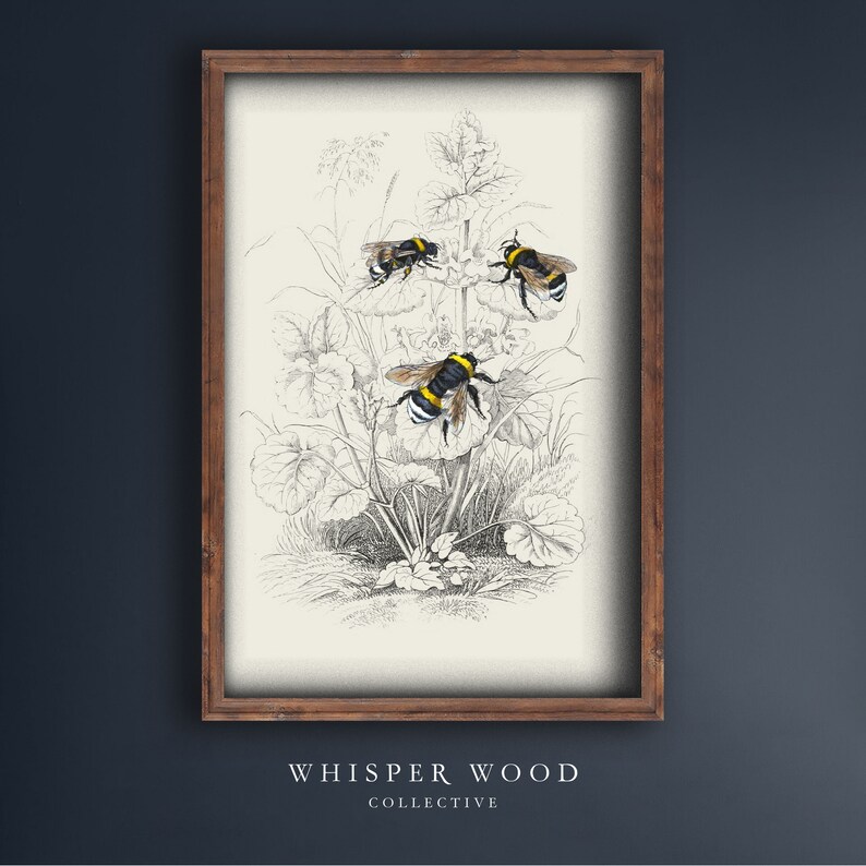 Antique Bee Print Set Vintage Illustration Digital Vintage - Etsy