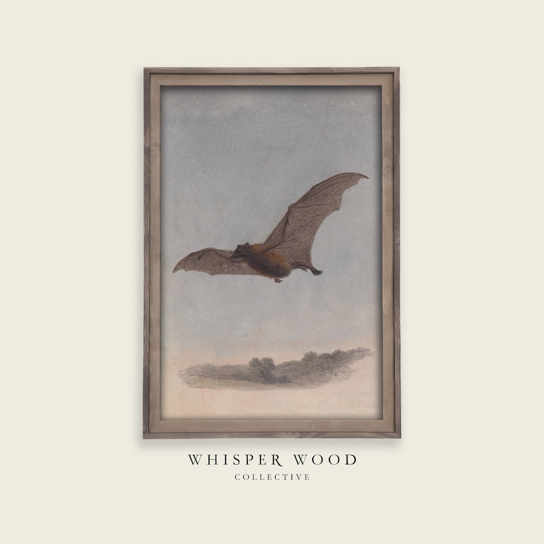 Vampire Bat Vintage Watercolor Painting | 1800s | Vintage Drawing ...