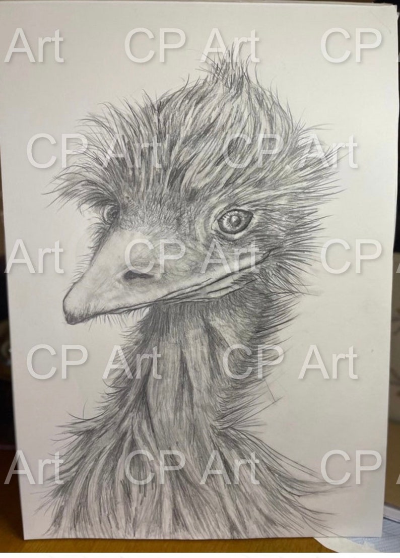 Emu, ORIGINAL, A3, Pencil Drawing, Ostrich, Animal, Bird, Art, Signed ...