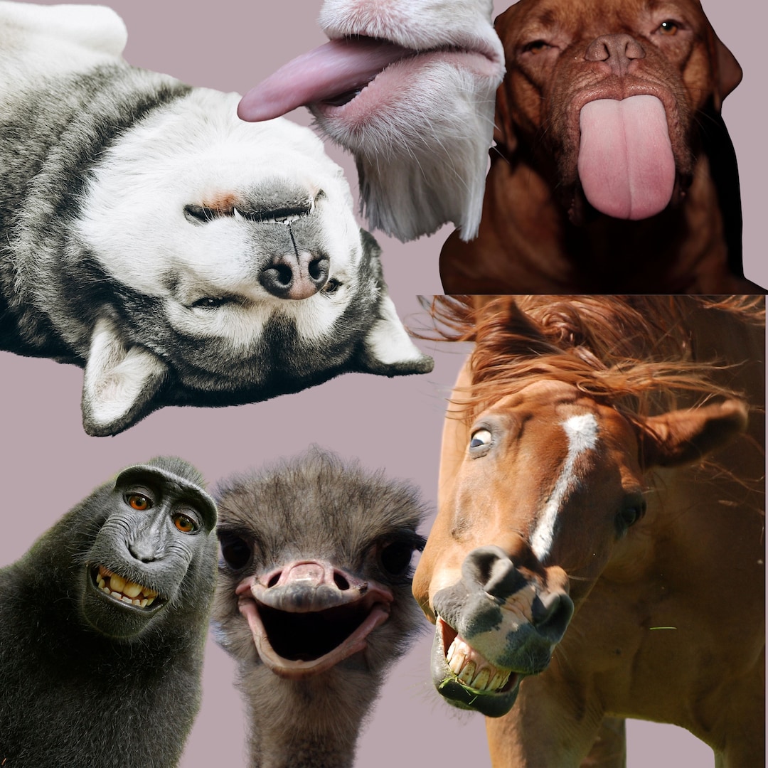 Funny Animal PDF Digital Download - Etsy