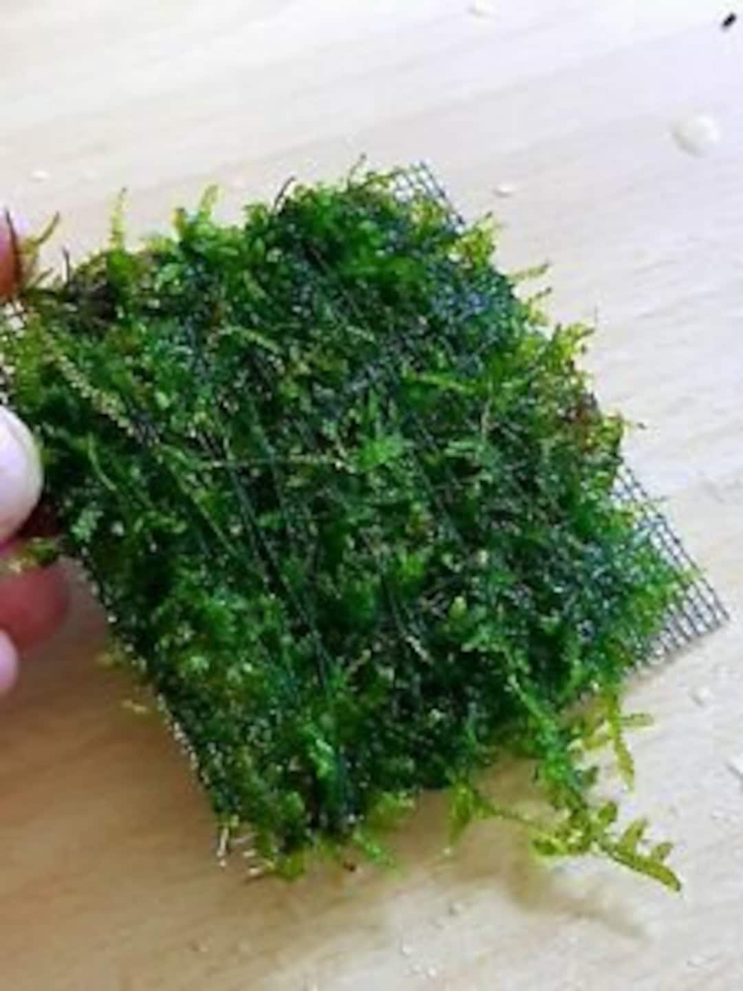 Moss Plate Moss Grid Moss Aquarium Java Moss Shrimp Plant Decoration ...