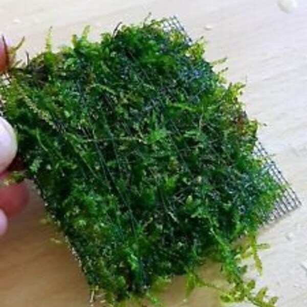 Java Moss - Etsy