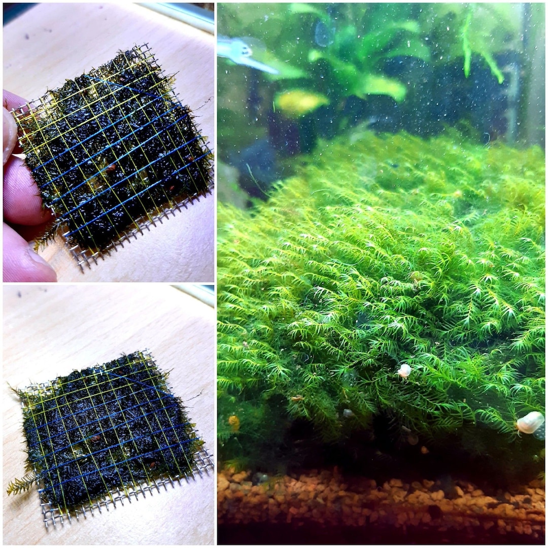 Pretty Moss Plate Moss Grid Fissidens Fontanus phoenix Moss Aquarium ...