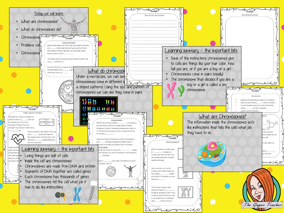 Chromosomes Lesson Teaching Resources - Etsy