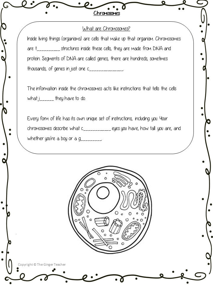Chromosomes Lesson Teaching Resources - Etsy