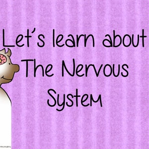 The Nervous System Science Lesson - Teaching Resources - Etsy