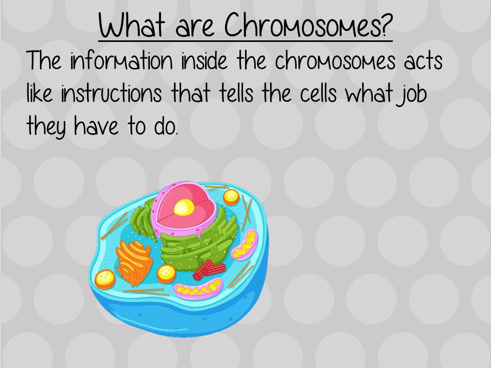 Chromosomes Lesson Teaching Resources - Etsy