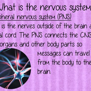 The Nervous System Science Lesson - Teaching Resources - Etsy