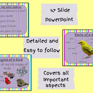 Life Cycle of Birds Lesson - Teaching Resources - Etsy