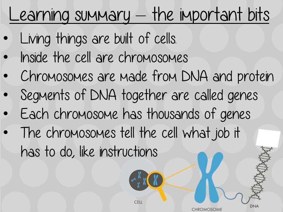 Chromosomes Lesson Teaching Resources - Etsy