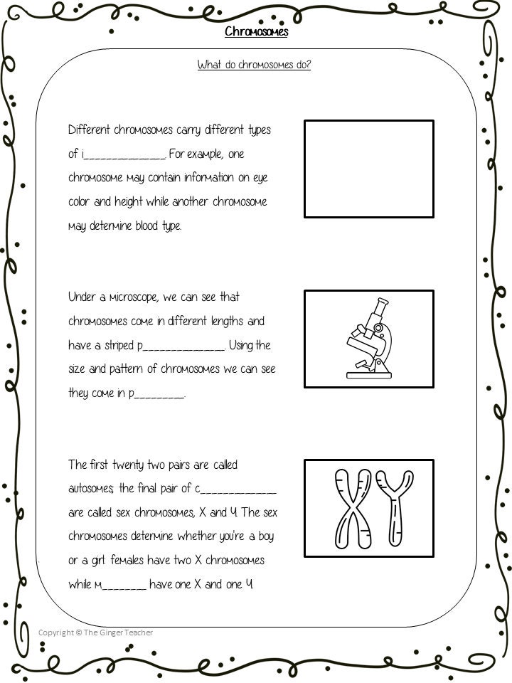 Chromosomes Lesson Teaching Resources - Etsy