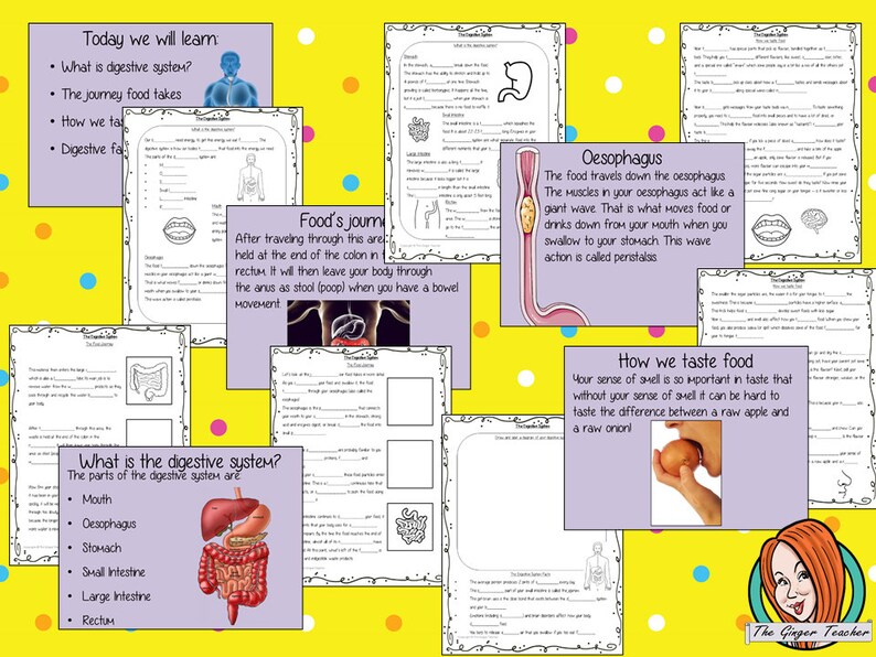 The Digestive System Lesson Teaching Resources - Etsy