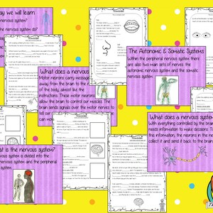 The Nervous System Science Lesson - Teaching Resources - Etsy