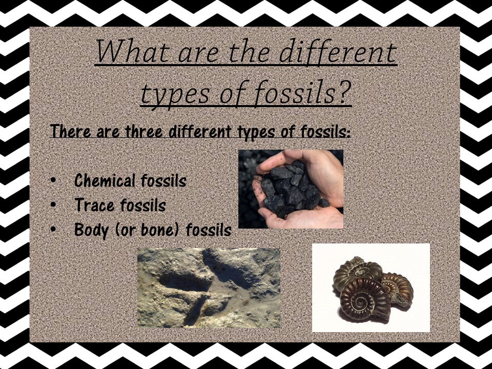Understanding Fossils Complete Lesson Teaching Resources - Etsy