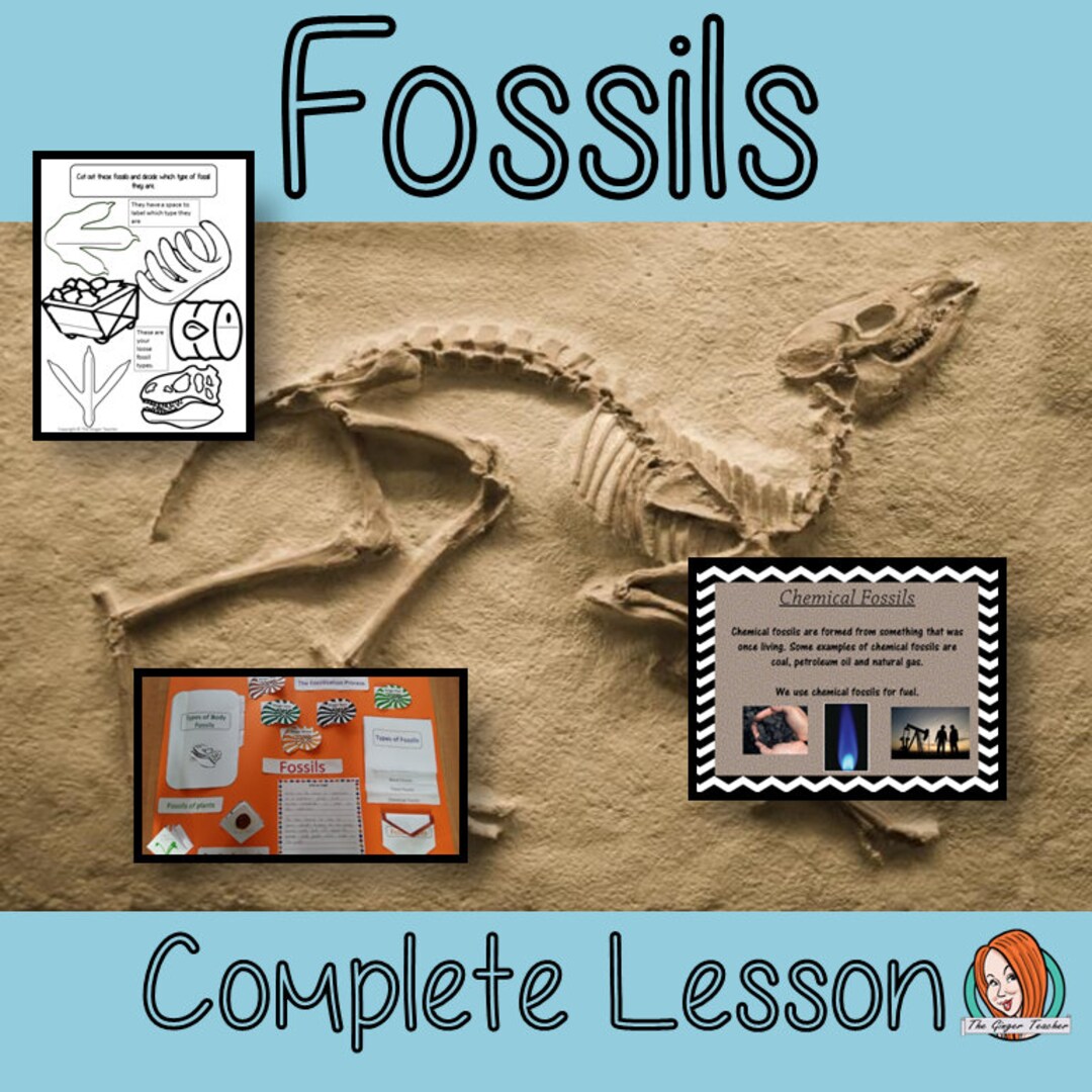 Understanding Fossils Complete Lesson Teaching Resources - Etsy