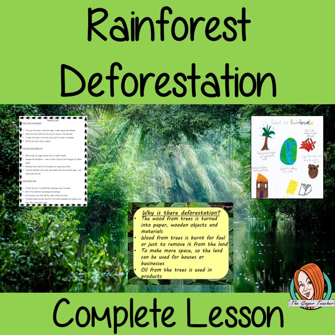 Rainforest Deforestation Lesson - Teaching Resources - Etsy