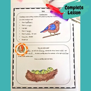 Life Cycle of Birds Lesson Teaching Resources - Etsy