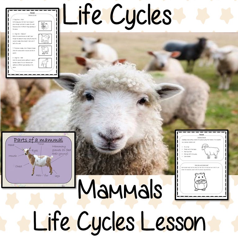 Mammal Life Cycle Worksheet