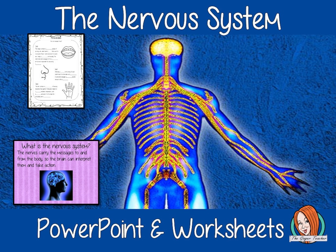 The Nervous System Science Lesson - Teaching Resources - Etsy
