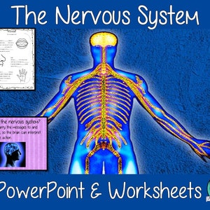 The Nervous System Science Lesson - Teaching Resources - Etsy