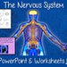 The Nervous System Science Lesson Teaching Resources - Etsy