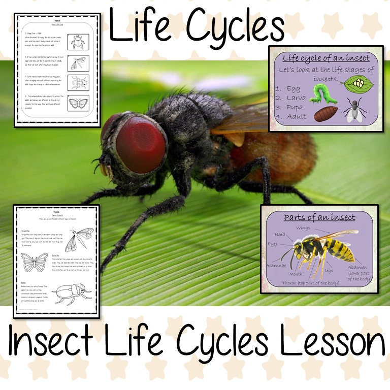 Life Cycles of Insects Lesson - Etsy