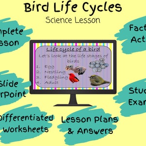 Life Cycle of Birds Lesson - Teaching Resources - Etsy
