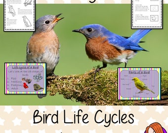 Life Cycles of Birds - Etsy