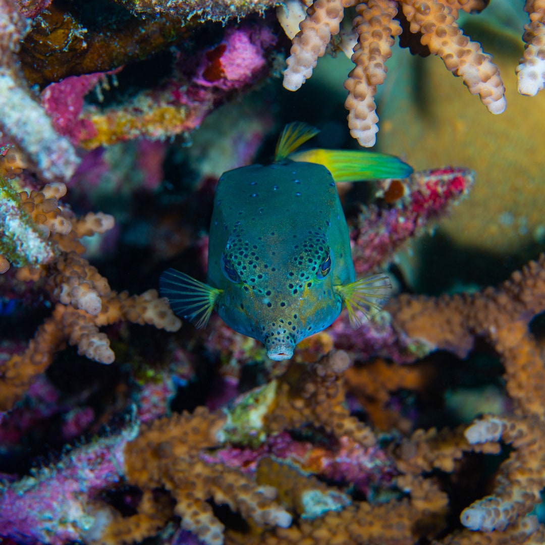Instant Digital Download - Yellow Boxfish Amongst Colourful Corals - Etsy
