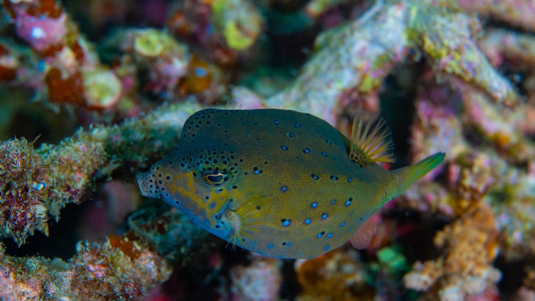 Instant Digital Download - Yellow Boxfish Among Colourful Corals - Etsy