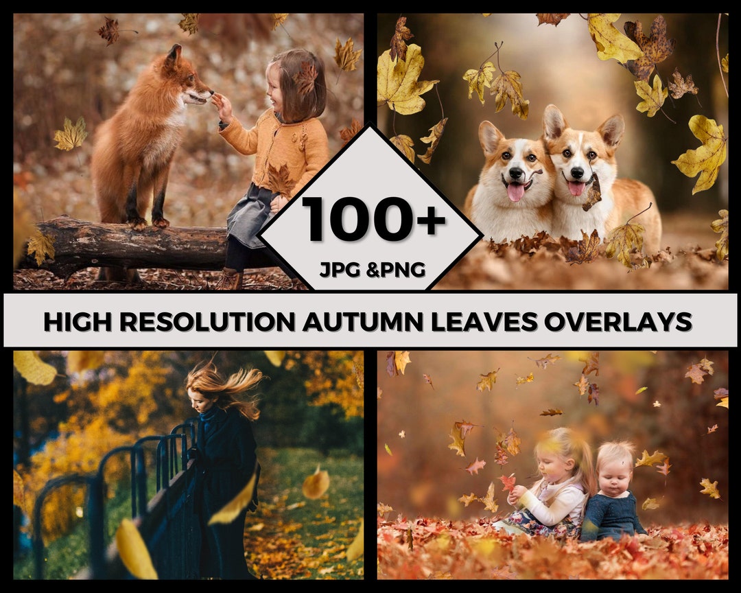 100 Autumn Leaves Overlay Bundle, Oak Leaves Overlay, Photoshop Overlay ...