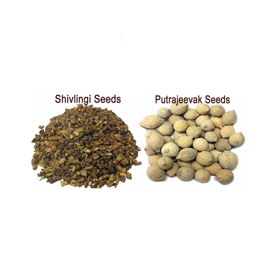 Putrajeevak Beej, Shivlingi Beej, Puajeeak Seed, Shivlingi Seed Whole ...