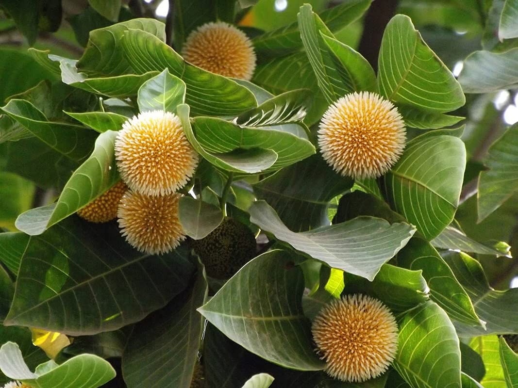 Anthocephalus Cadamba kadamba Tree Kaim Plant, Mitragyna Parviflora ...