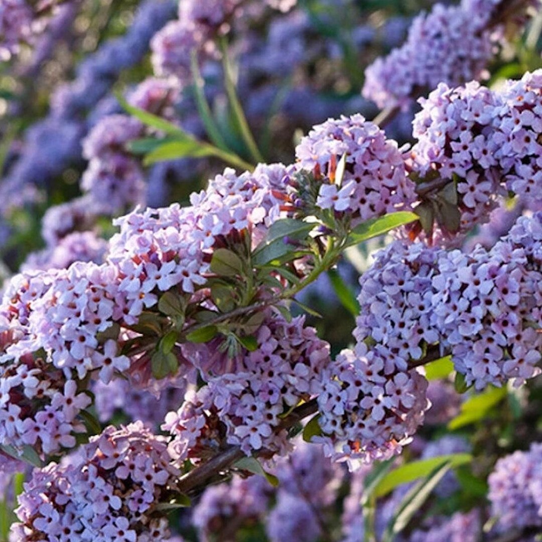 Buddleja Alternifolia - Weeping Butterfly Bush - Plant in 9 Cm Pot ...