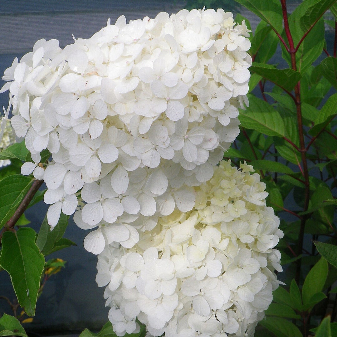 Hydrangea Paniculata Polar Bear Paniculate Hydrangea Plant in 2 L Pot ...