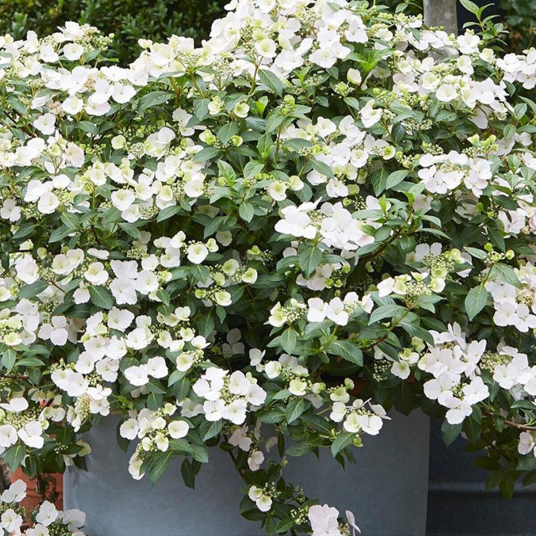 Hydrangea Runaway Bride Garland Hydrangea Plant in 2L Pot - Etsy UK