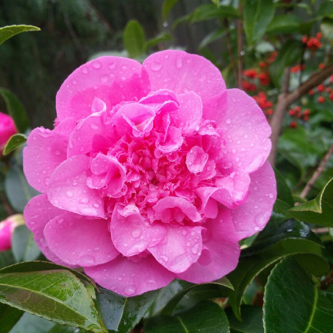 Camellia X Williamsii Debbie Rose of Winter Plant in 2L Pot - Etsy UK