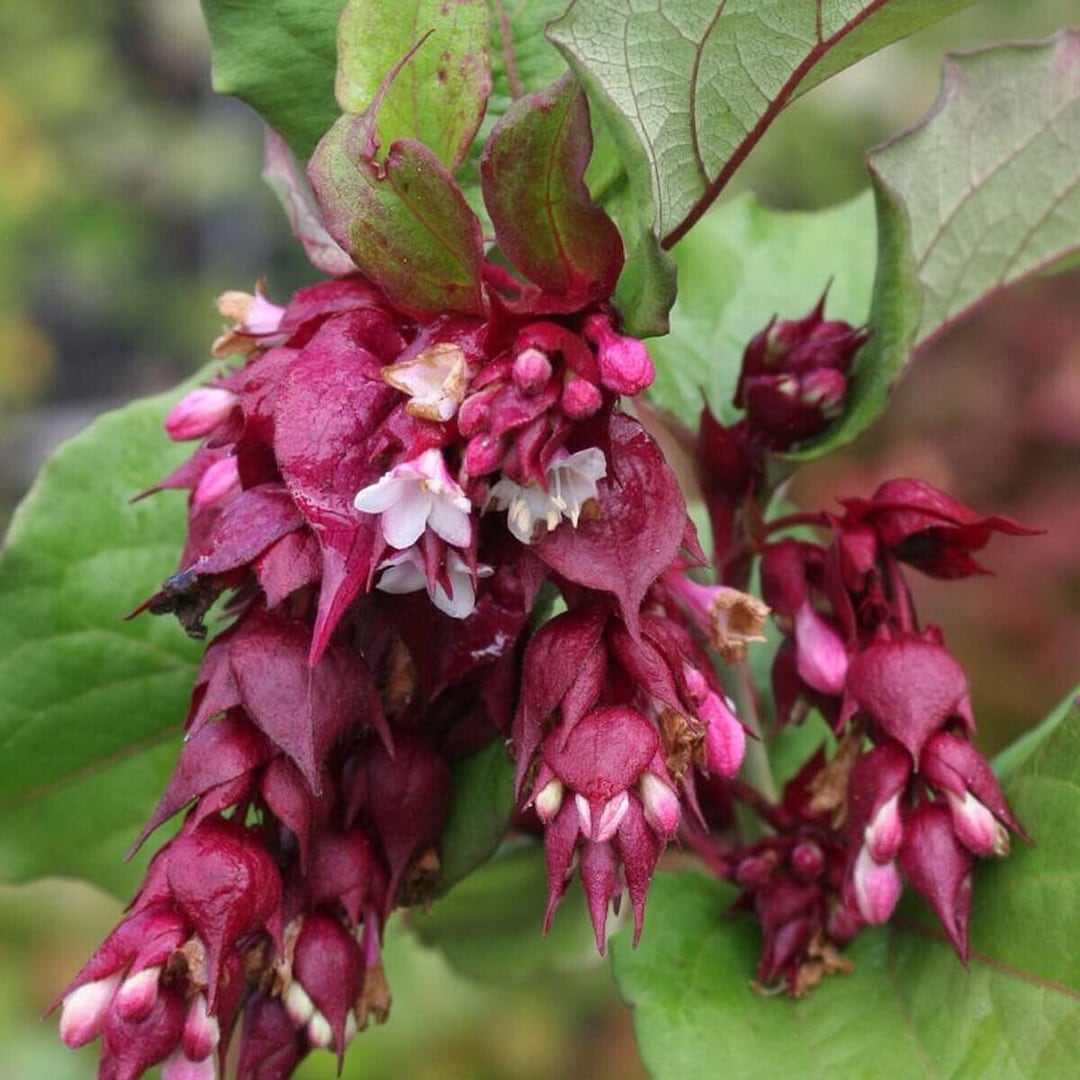 Leycesteria Formosa Purple Rain-himalayan Honeysuckle Plant - Etsy UK