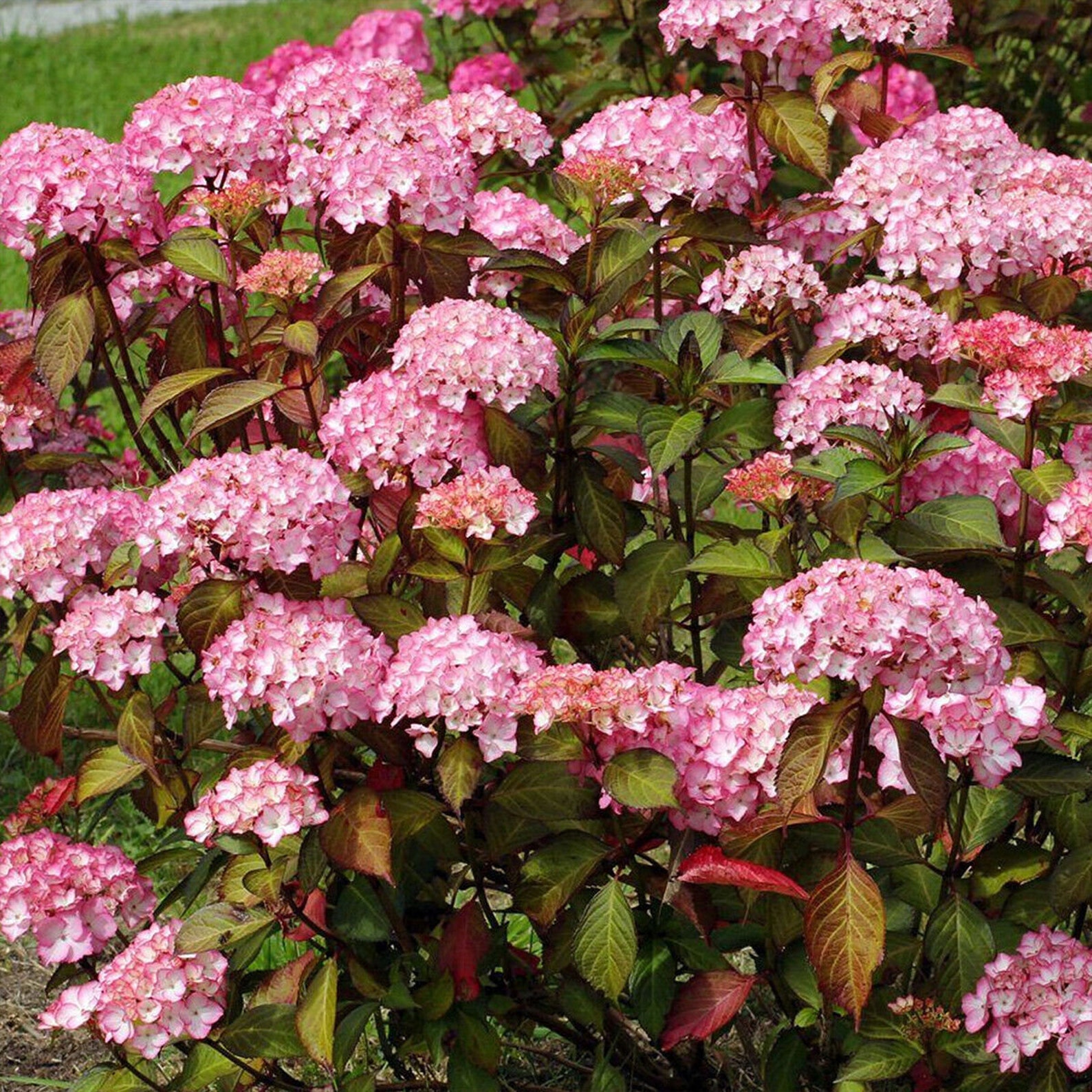 Hydrangea Macrophylla Sabrina - Hydrangea Plant in 12 Cm Pot - Etsy UK