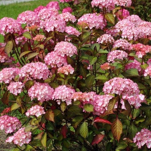 Hydrangea Macrophylla Sabrina - Hydrangea Plant in 12 Cm Pot - Etsy UK