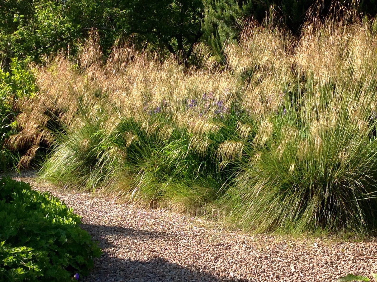 Stipa Gigantea Golden Oat Grass Plant in 11cm Pot - Etsy UK