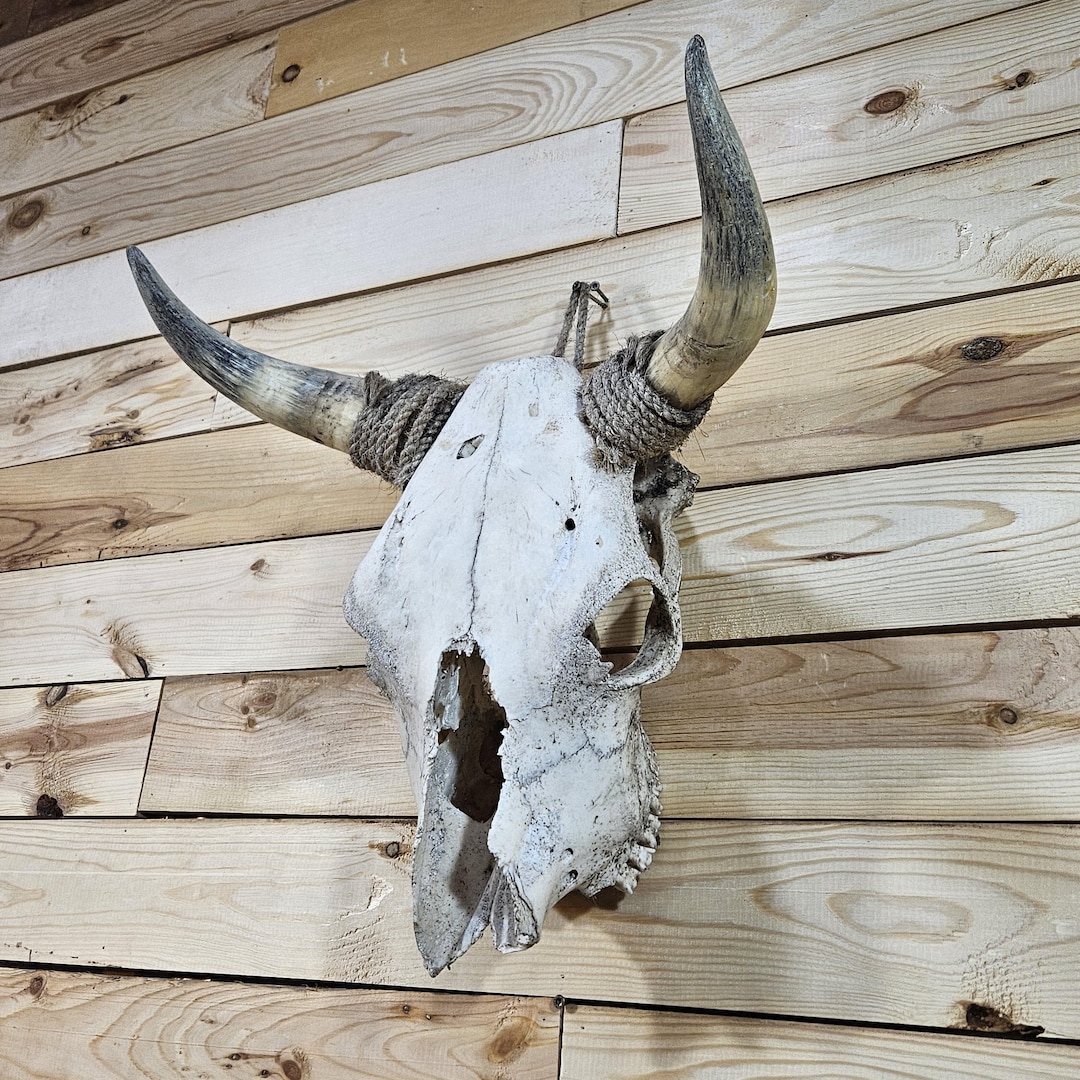 Authentic Real Cow Steer Skull With Horns - Etsy
