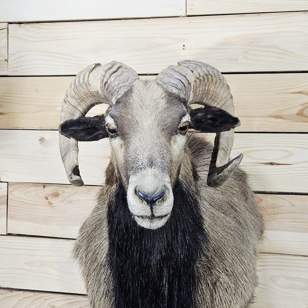 Corsican Ram Taxidermy Mount – Ram Head Wall Mount – Rustic Cabin Lodge ...