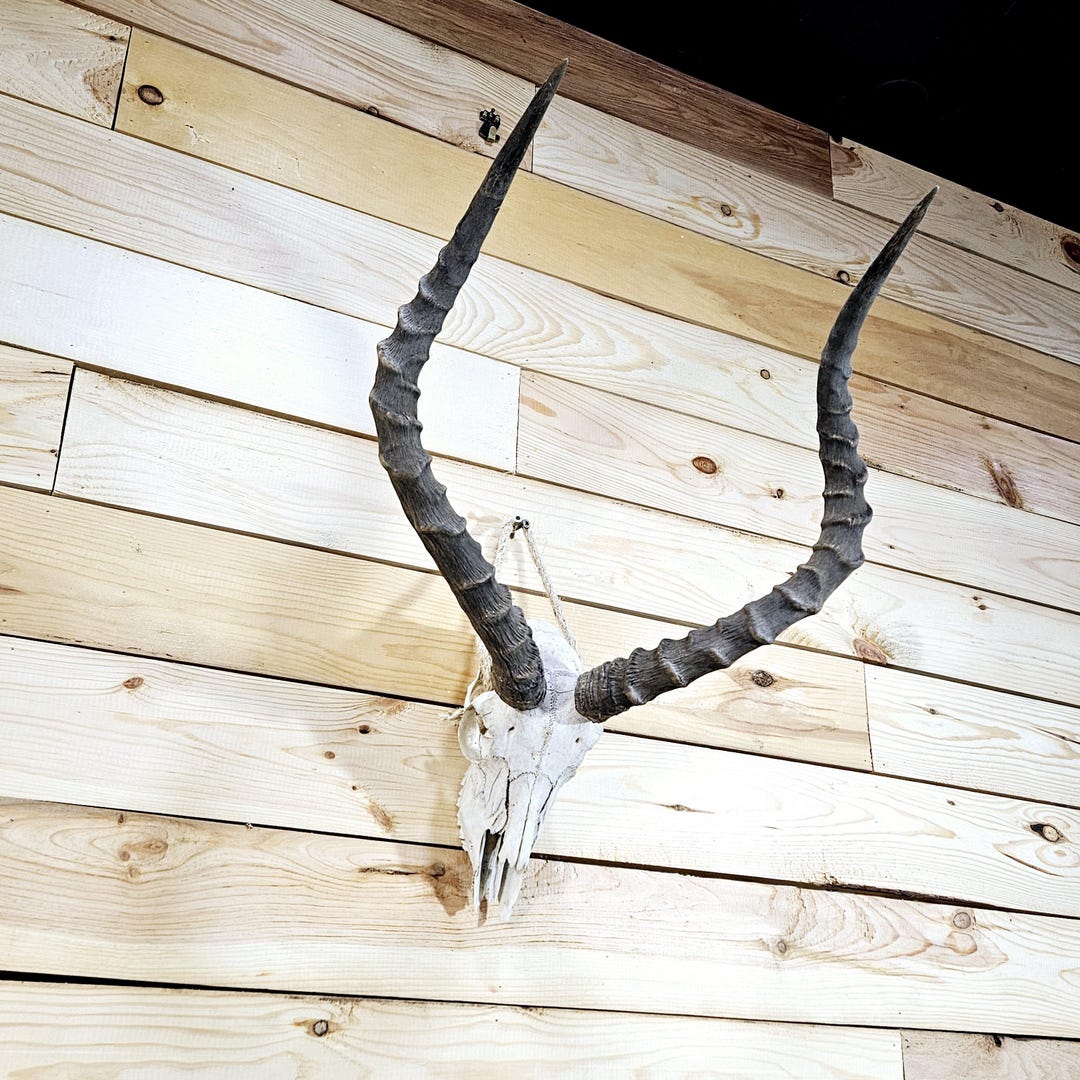 Authentic Real Impala Skull With Horns - Etsy
