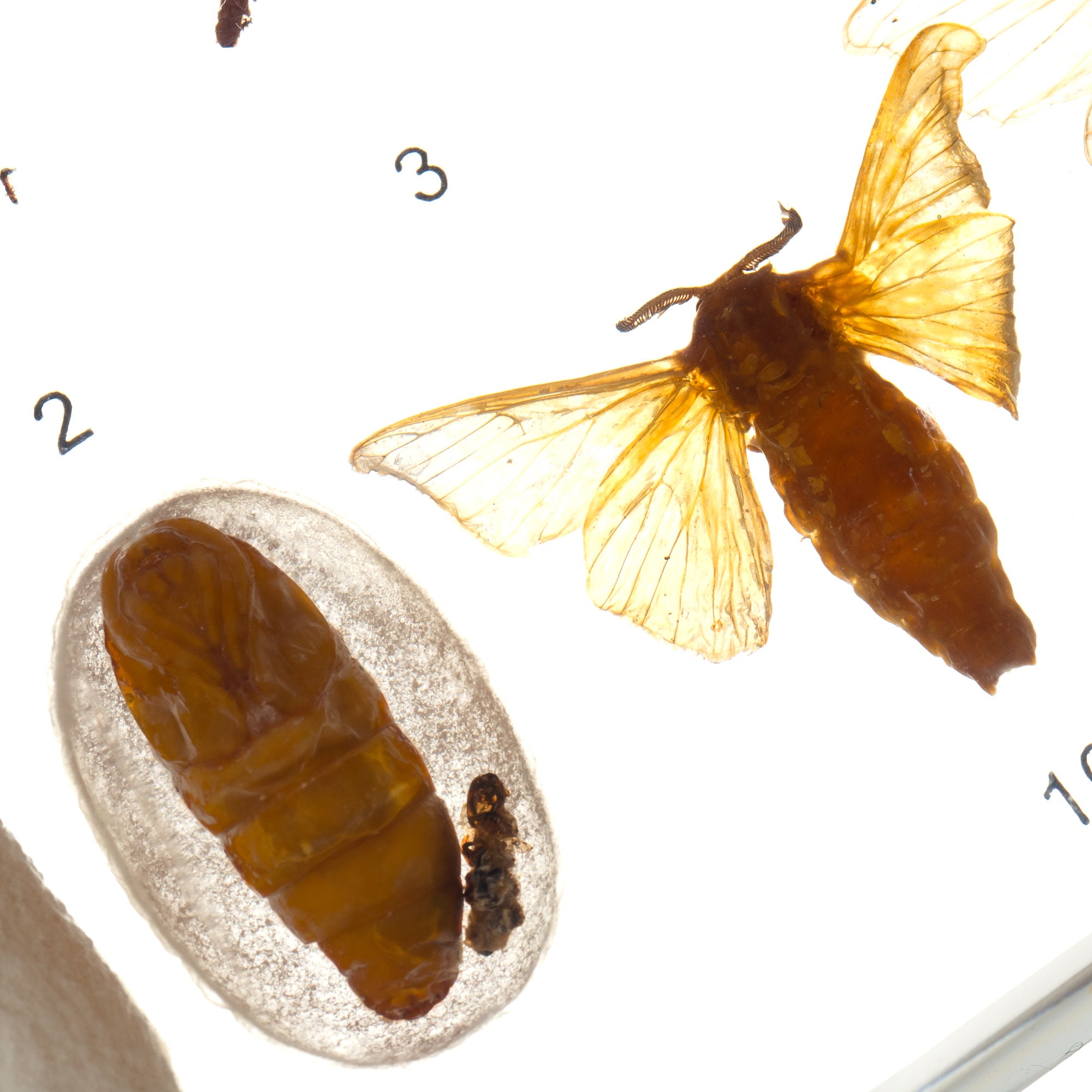 Ciclo de vida del gusano de seda Espécimen de resina Desarrollo de vida ...