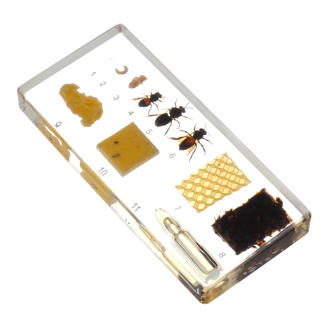 Honeybee Lifecycle Resin Specimen Life Development Clear Fossil Amber ...