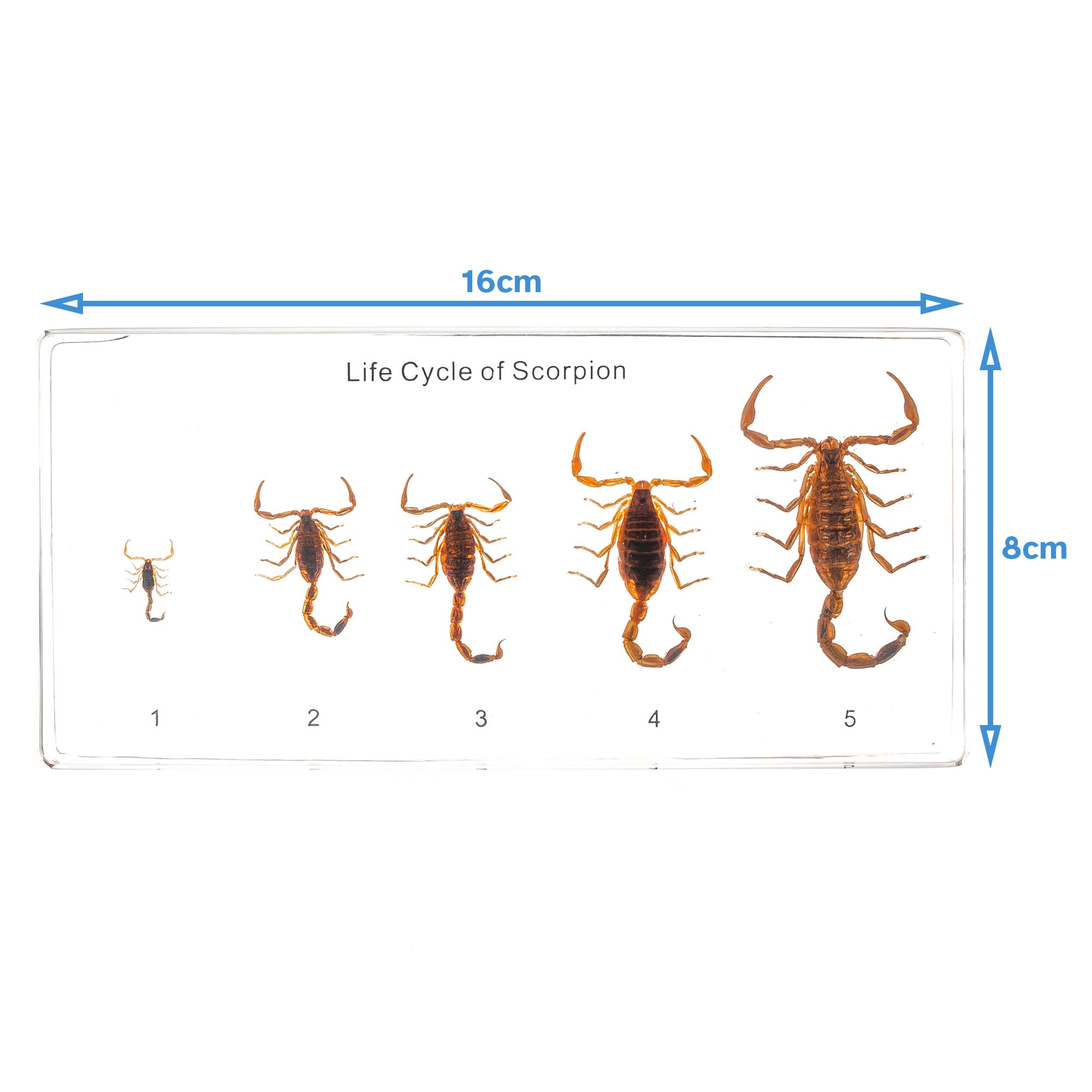 Life Cycle Of A Scorpion
